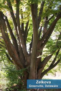 New book offers guide to "Big Trees of Delaware" - State of Delaware News
