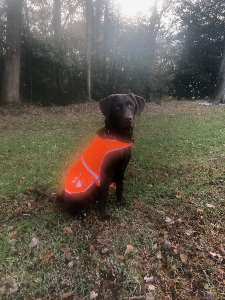 DNREC Fish & Wildlife Natural Resources Police Blotter: Nov. 4-10 ...