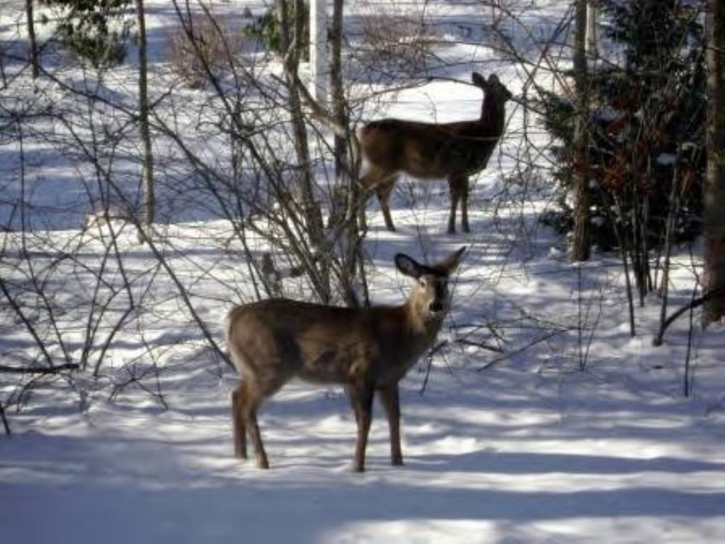 Arbor Day School Poster Contest Archives - State of Delaware News