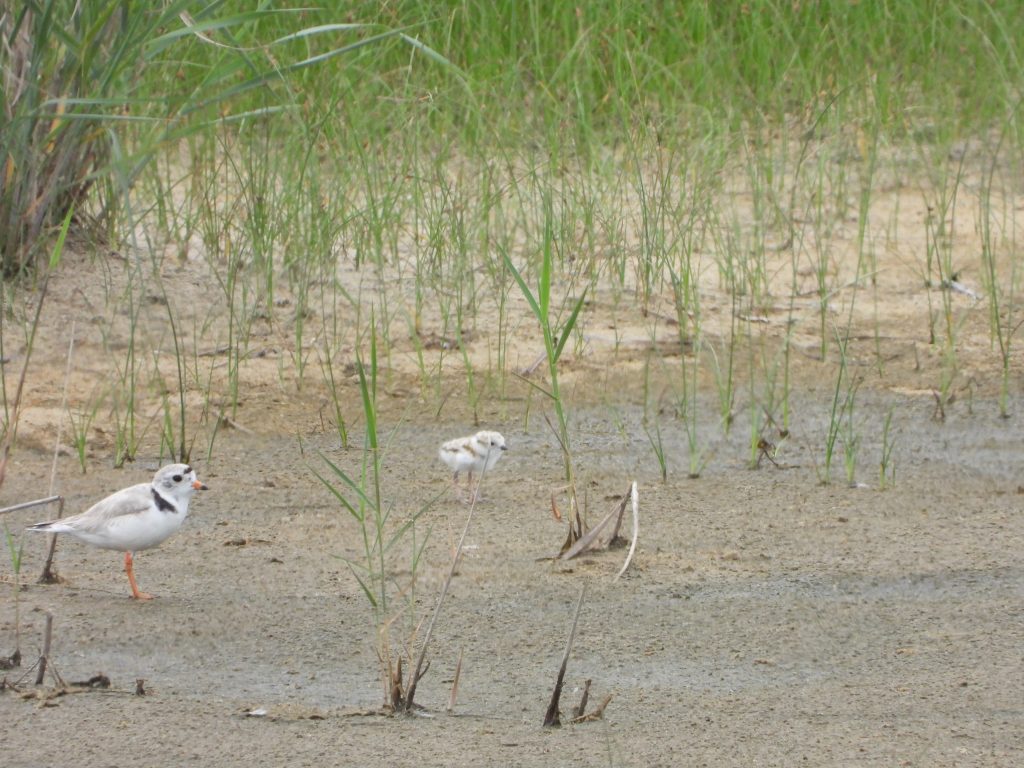 Piping Plovers in Delaware Experience Modest Nesting Success in 2022 ...
