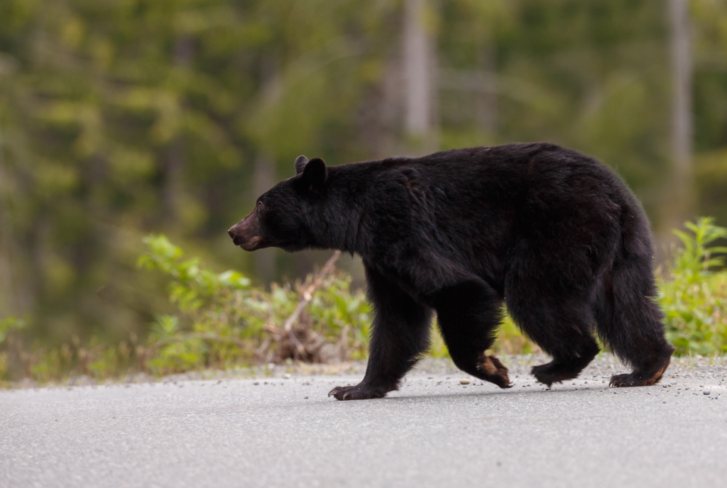 Black Bear in Newark Area Struck and Killed by Vehicle