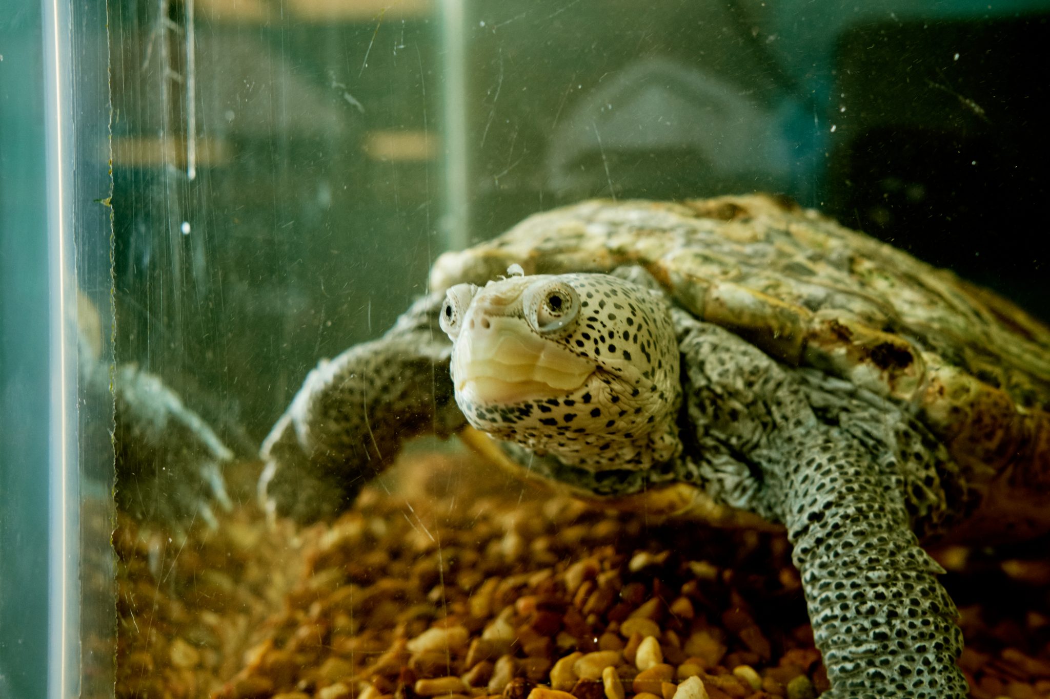 DMV Announces New Medical Tint Waiver Application Process - State of ...