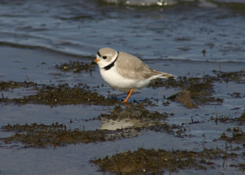 Delaware to Open Several Hunting Seasons in September, Including ...