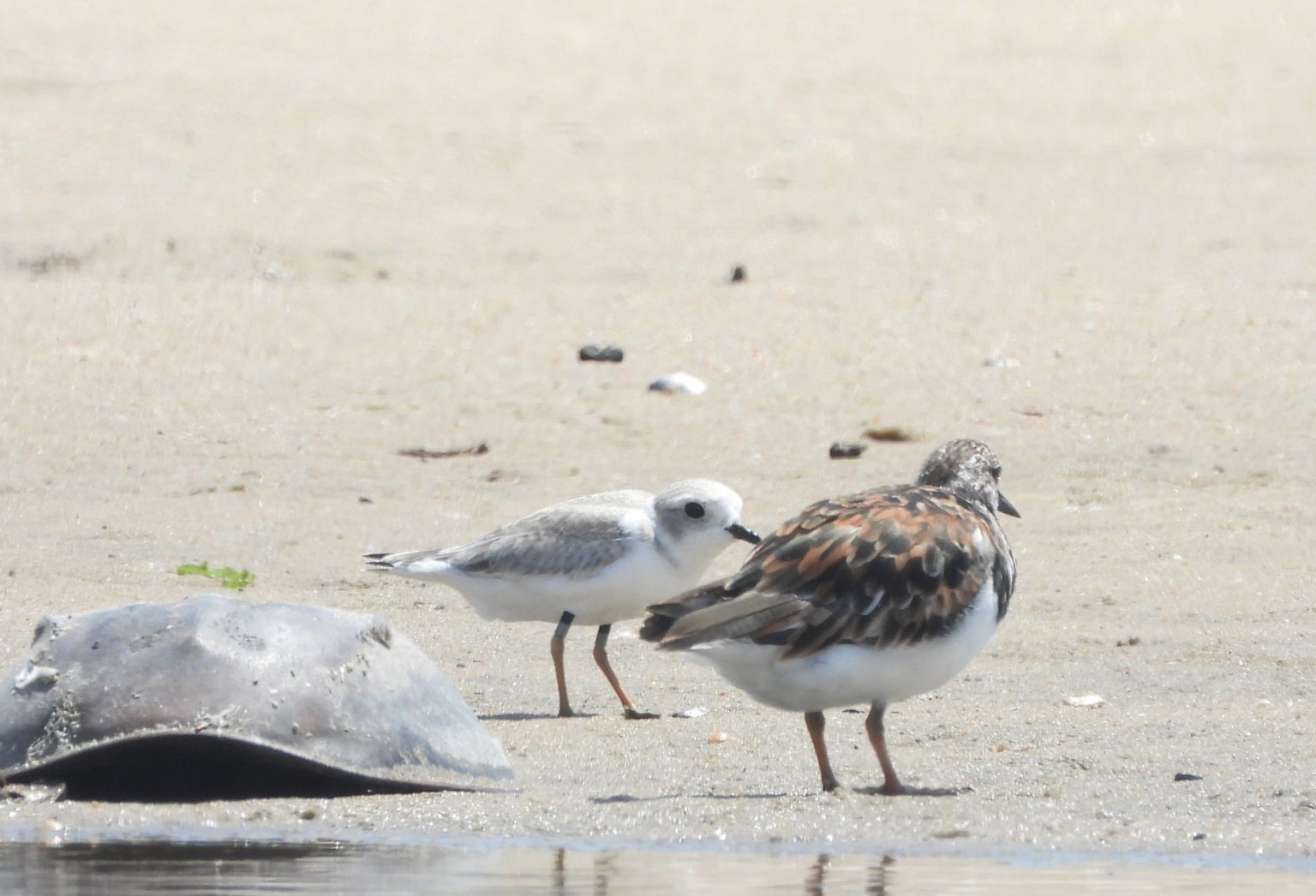 Delaware to Open Several Hunting Seasons in September, Including ...