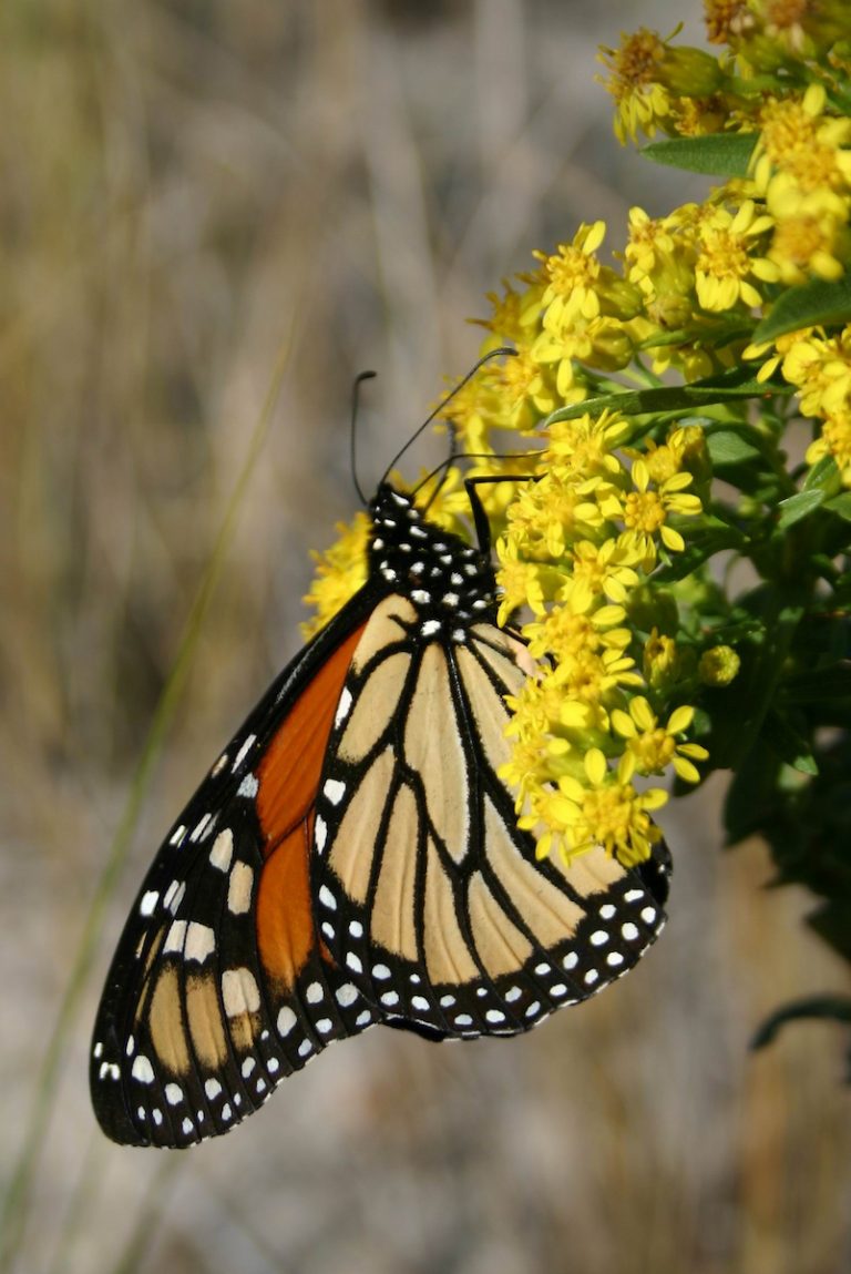 Delaware to Open Several Hunting Seasons in September, Including ...