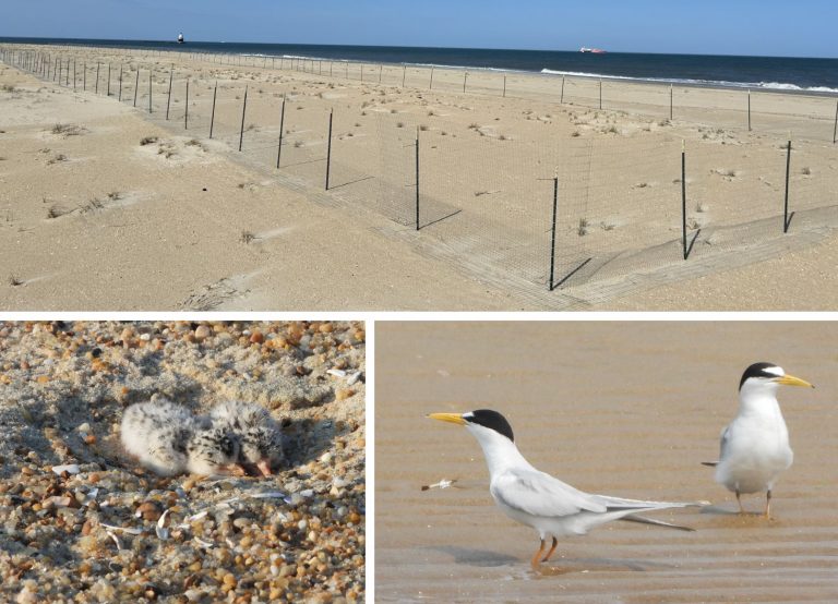 Delaware State Auditor Issues Investigatory Report on Marydel Volunteer ...
